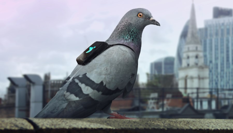 Pigeon Air Patrol : des pigeons mesurent la pollution à Londres