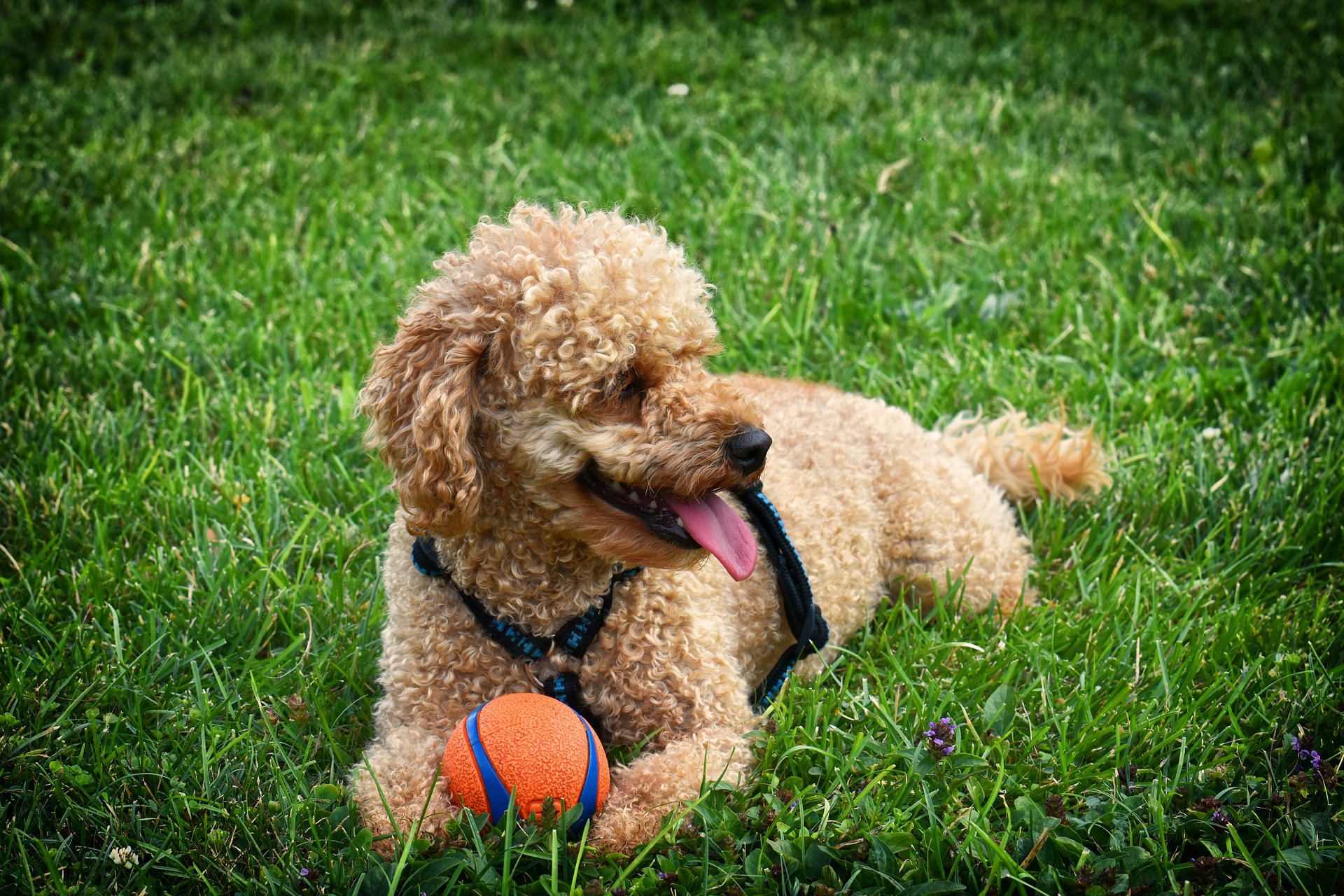 Voici le top 10 des races de chiens les plus intelligents