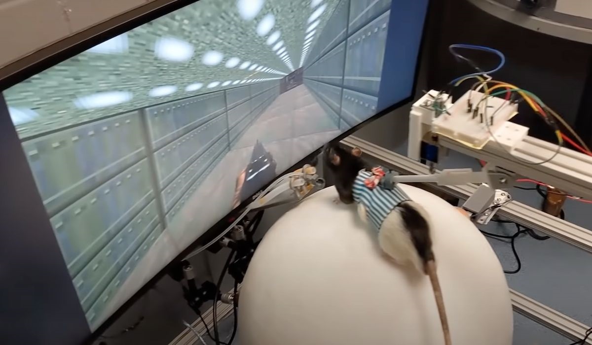 Des rats de laboratoire jouent à Doom 2