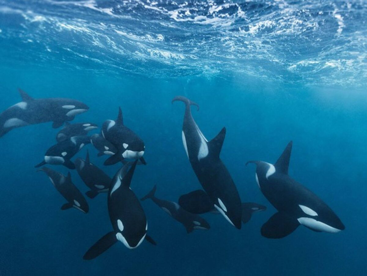 Quelle est la durée de vie d’une baleine ? Vous n'allez jamais le croire
