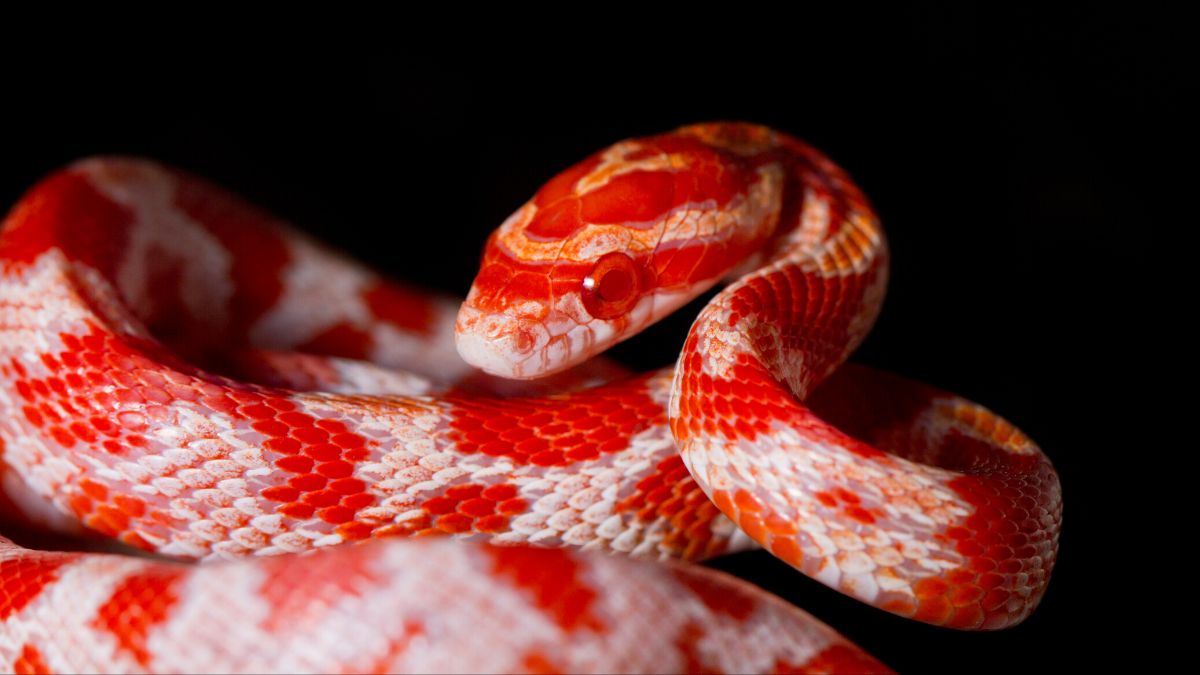 Fiche d'élevage : Le serpent des blés, le reptile qui va titiller votre ...