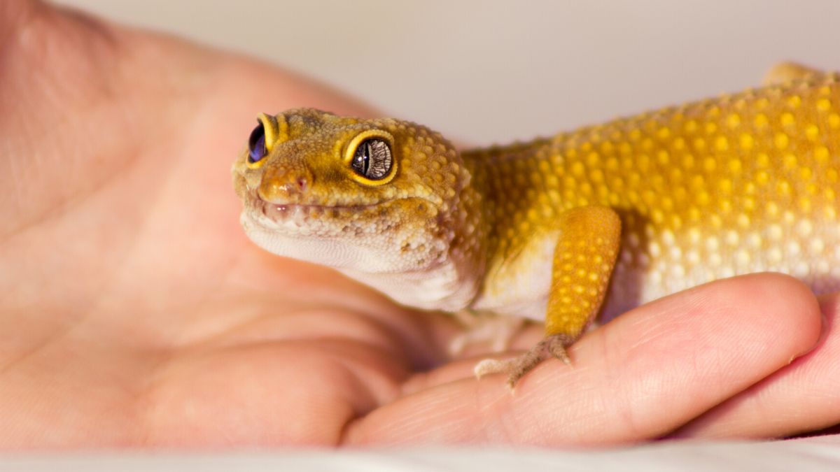 Fiche d'élevage : le gecko léopard, un reptile curieux et sociable
