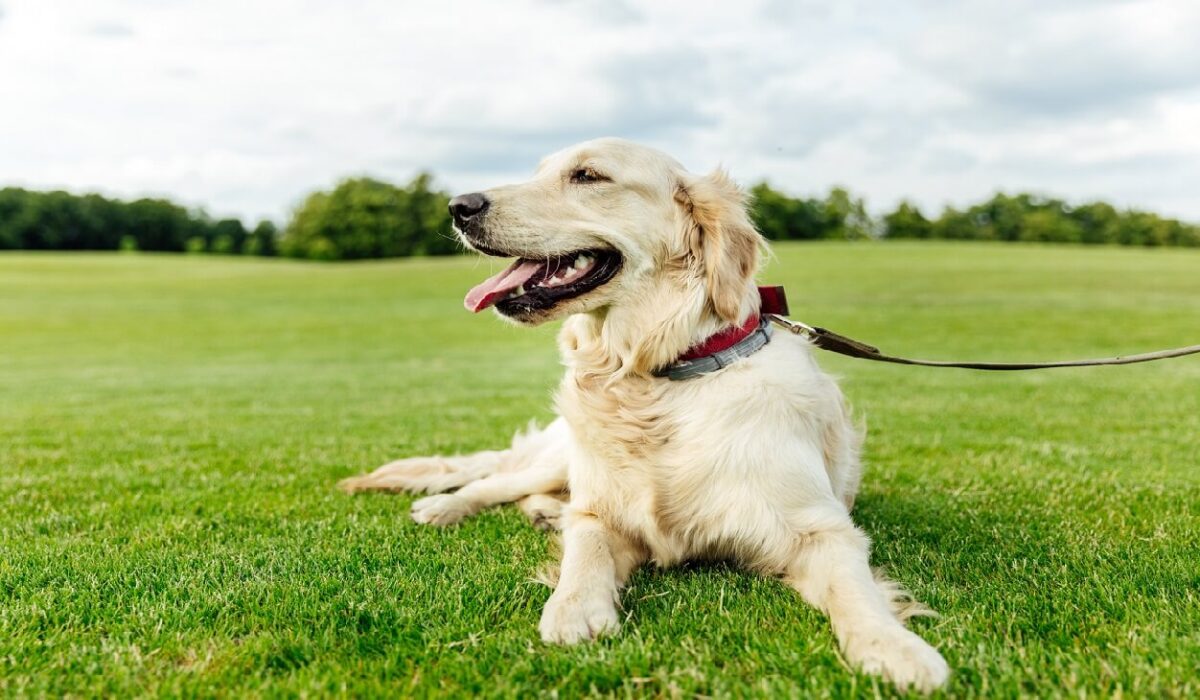 Quels sont les chiens les plus intelligents ? Découvrez le top 10