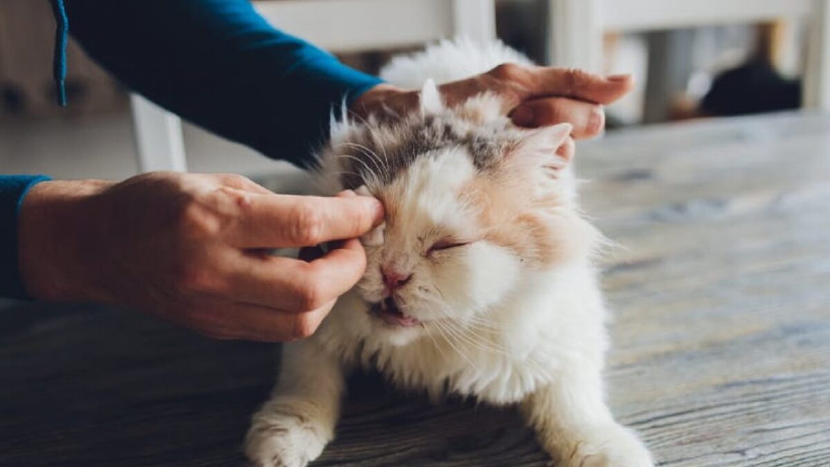 Vision des chats : comment un chat voit-il le monde