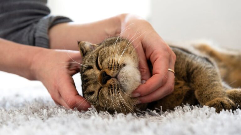Vision des chats : comment un chat voit-il le monde
