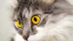 Vision des chats : comment un chat voit-il le monde