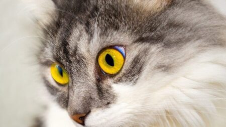 Vision des chats : comment un chat voit-il le monde