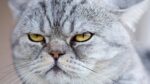 Vision des chats : comment un chat voit-il le monde
