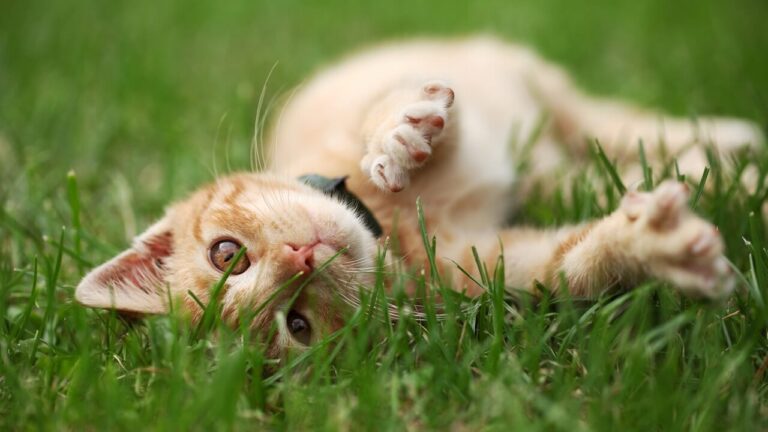 Vision des chats : comment un chat voit-il le monde