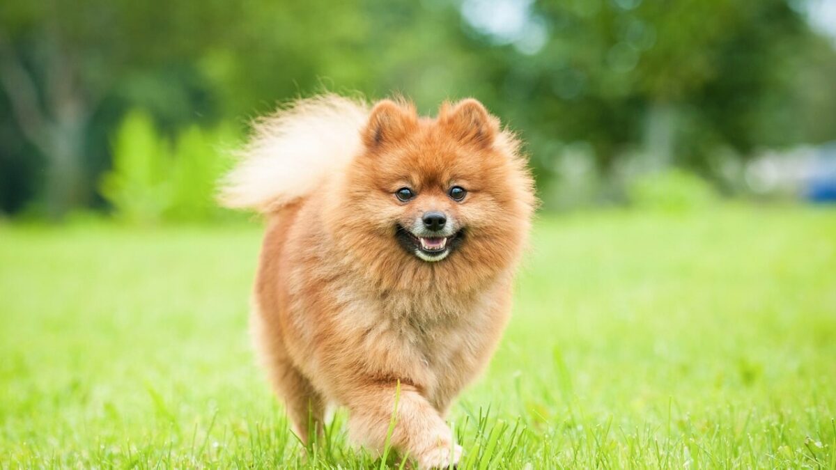 Quelle race de petit chien affectueux choisir ? Top 10