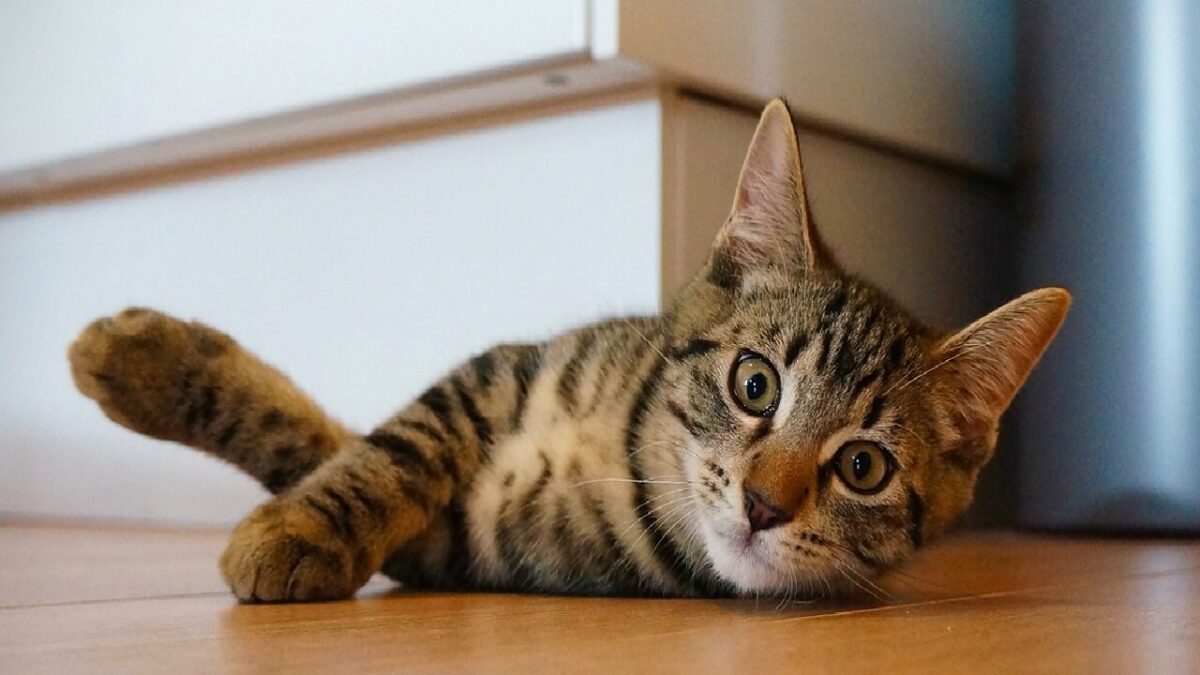 Vision des chats : comment un chat voit-il le monde