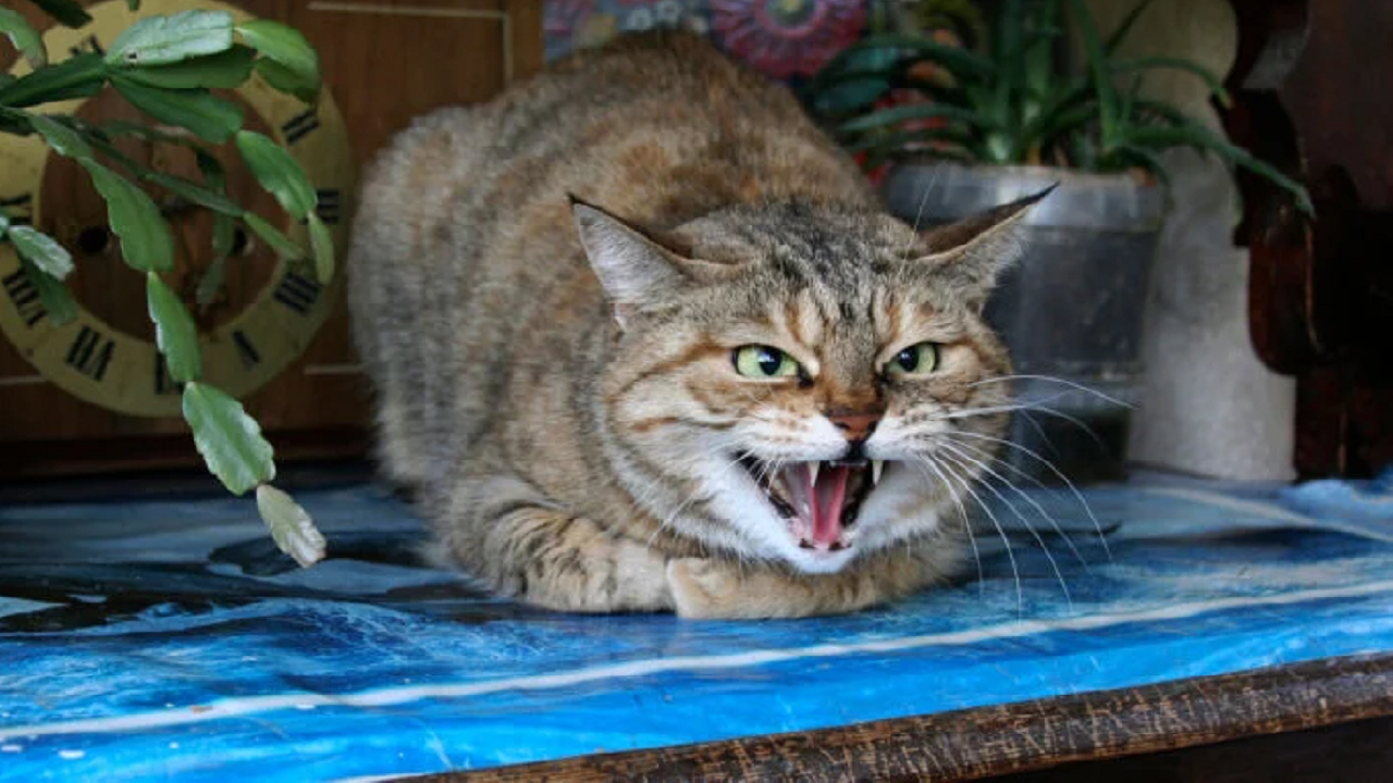 Comment calmer les chaleurs d’un chat femelle