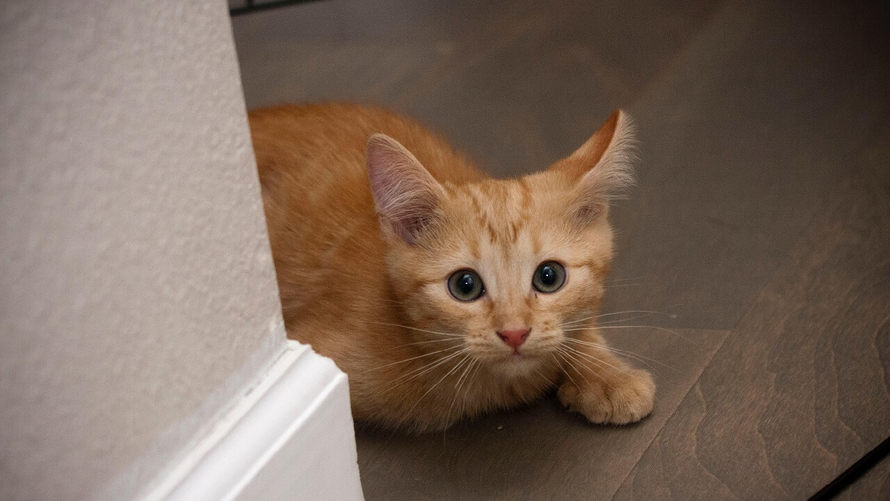 Comment rassurer un chat qui a peur ? 5 choses à faire