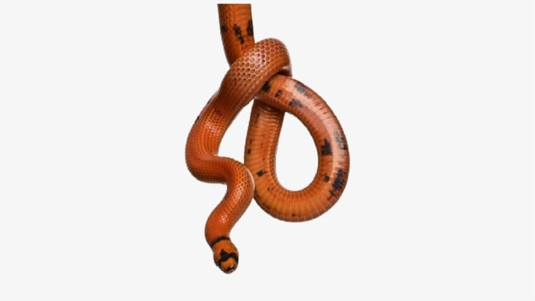 Quel est le serpent le plus beau du monde ? Top 10