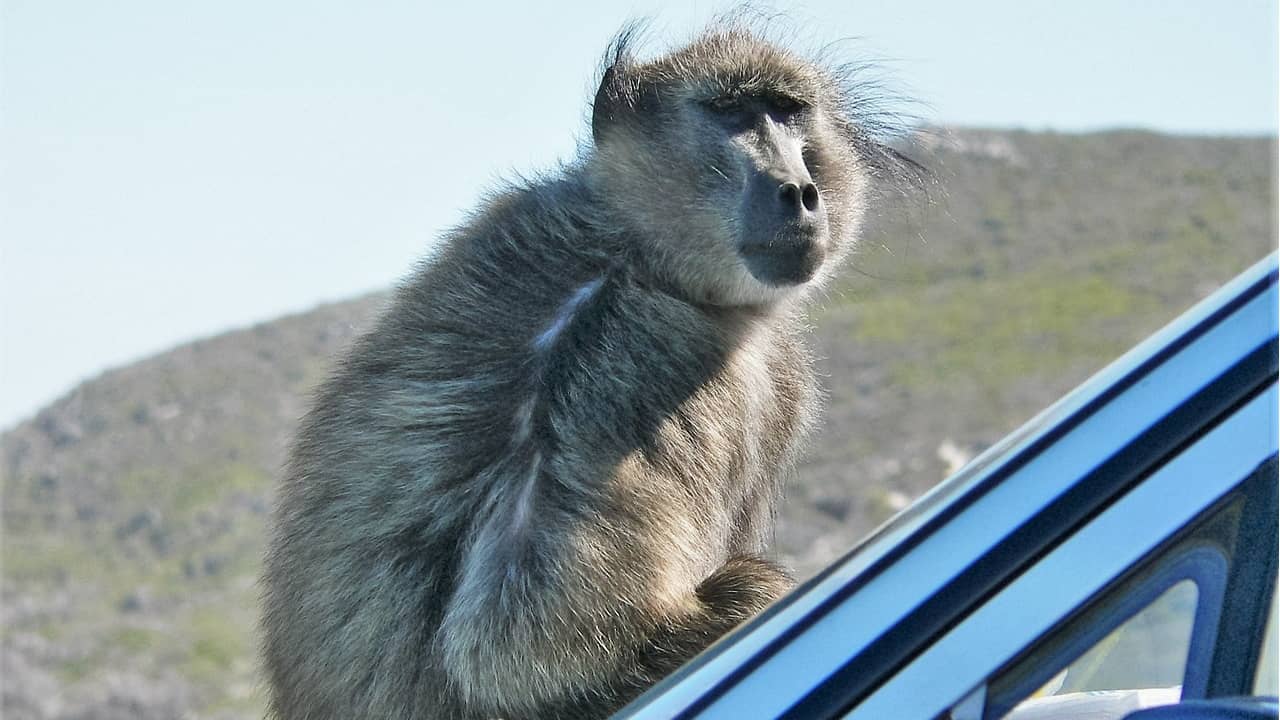 Alcooliques, braqueurs et voleurs : ces singes qui se comportent comme ...