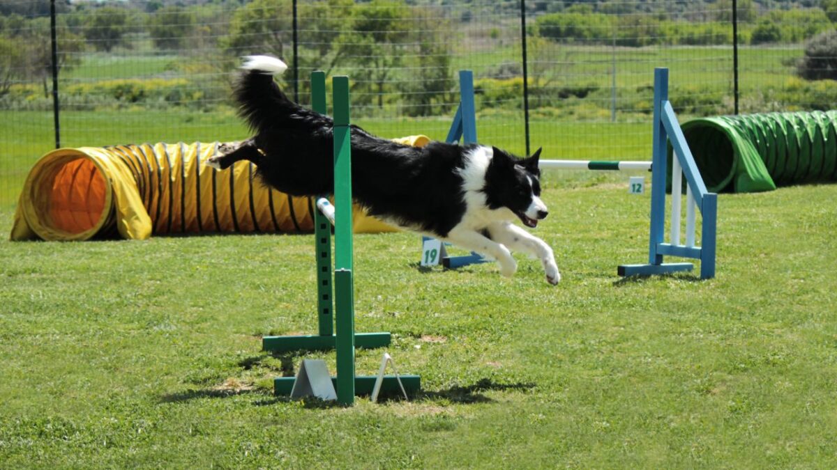 Comment faire du sport avec son chien ? 5 idées à tester