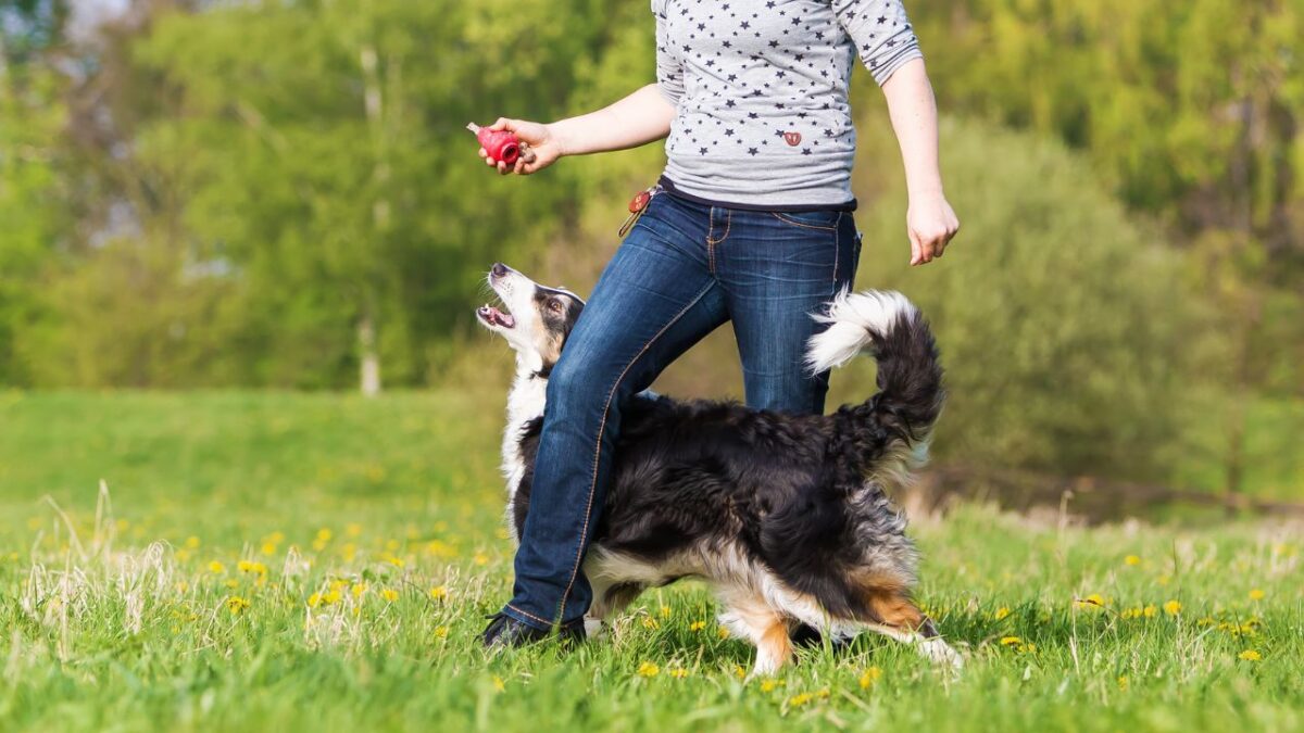 Comment faire du sport avec son chien ? 5 idées à tester