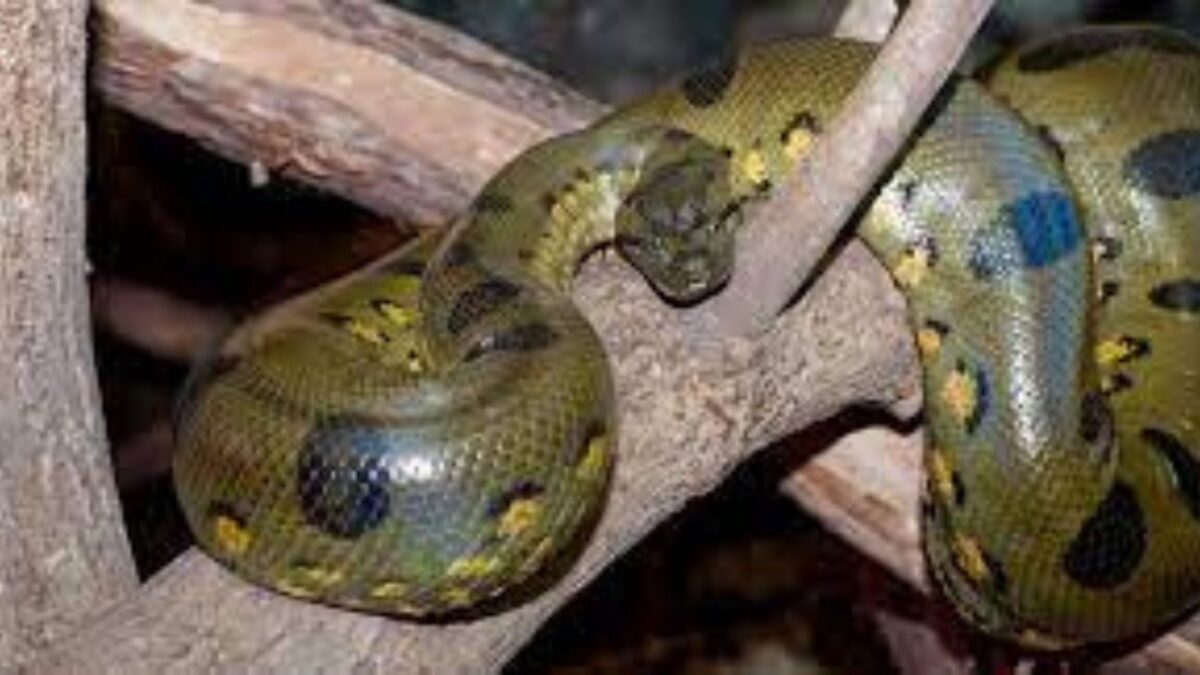 Quel est le reptile le plus grand du monde ? Top 10