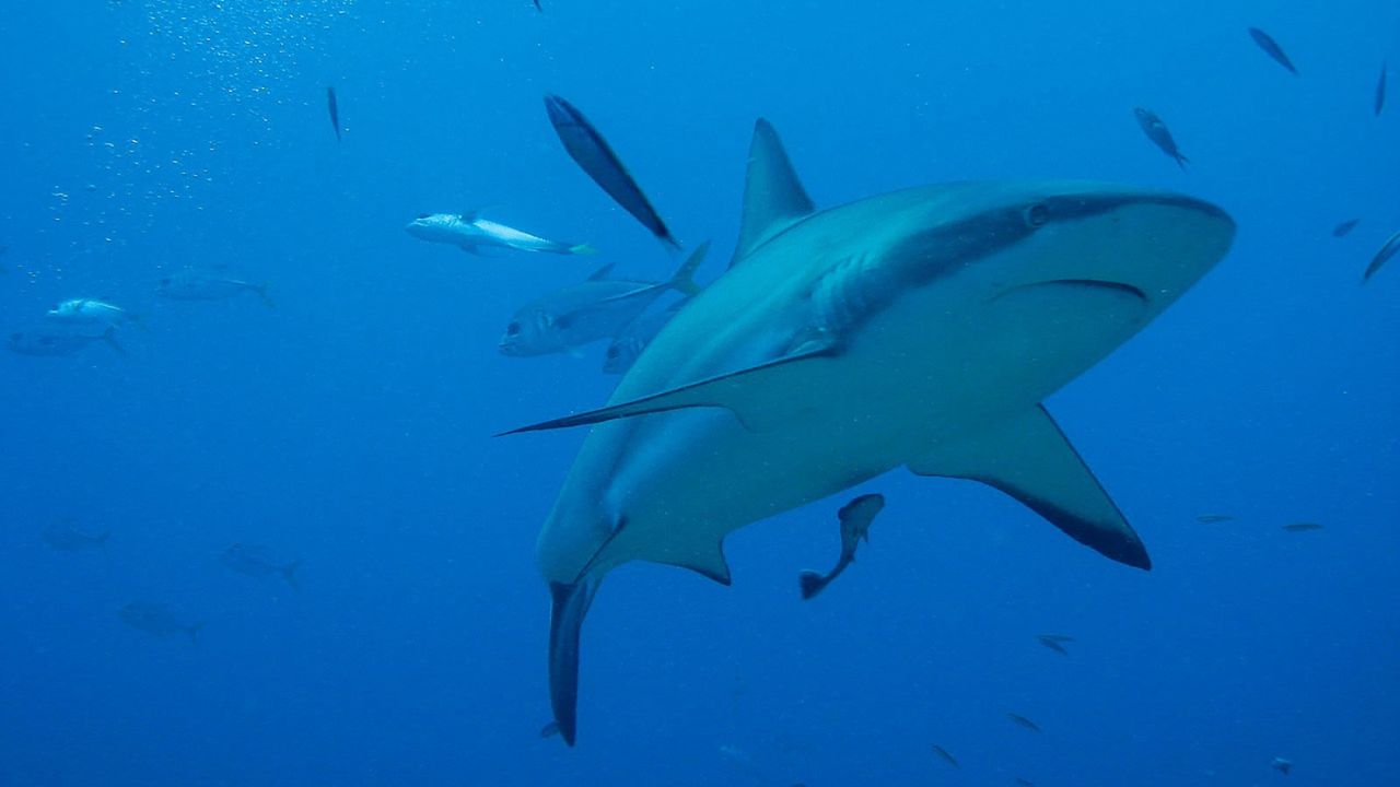 Quel est l'animal le plus rapide du monde ? Top 10