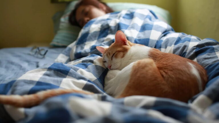 Mon chat dort sur moi : quelle signification spirituelle