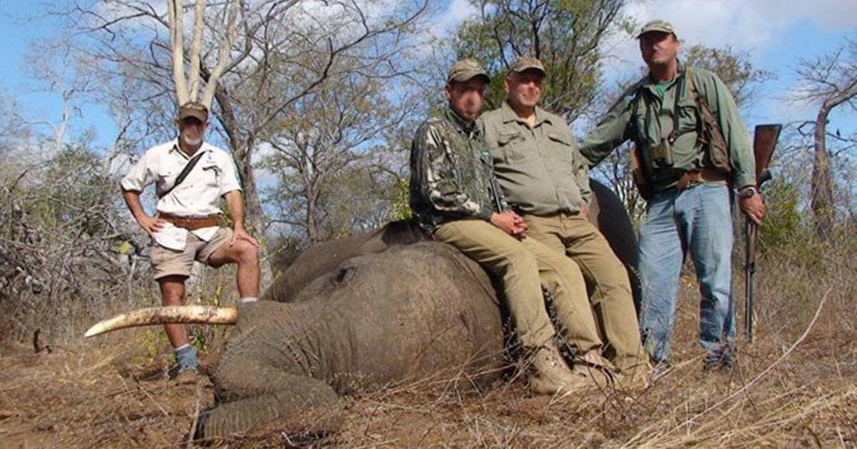 L'IA aide à lutter contre le braconnage au Gabon