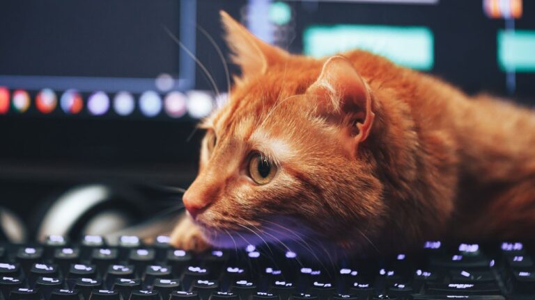 Pourquoi mon chat vient devant mon ordinateur quand je travaille