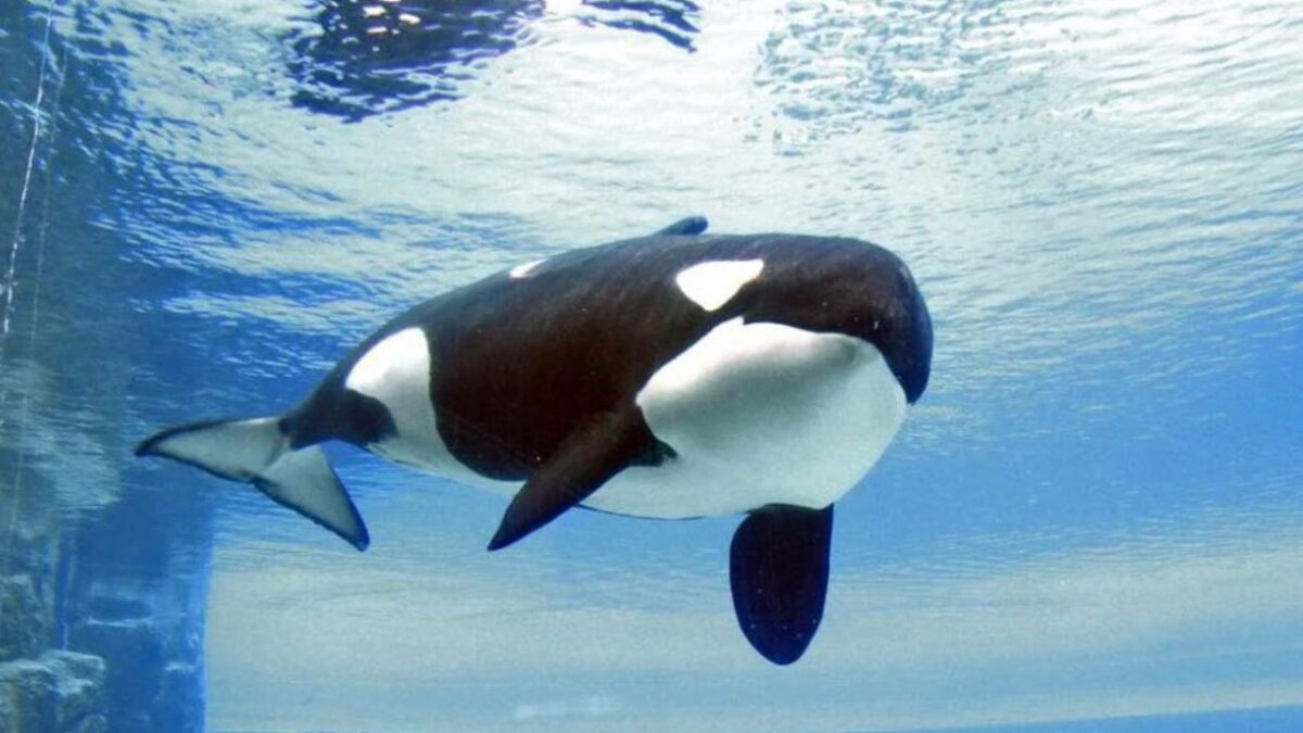 La Terrible Histoire De Kiska L orque Du Marineland la Plus Seule Au La Terrible Histoire De Kiska L orque Du Marineland la Plus Seule Au
