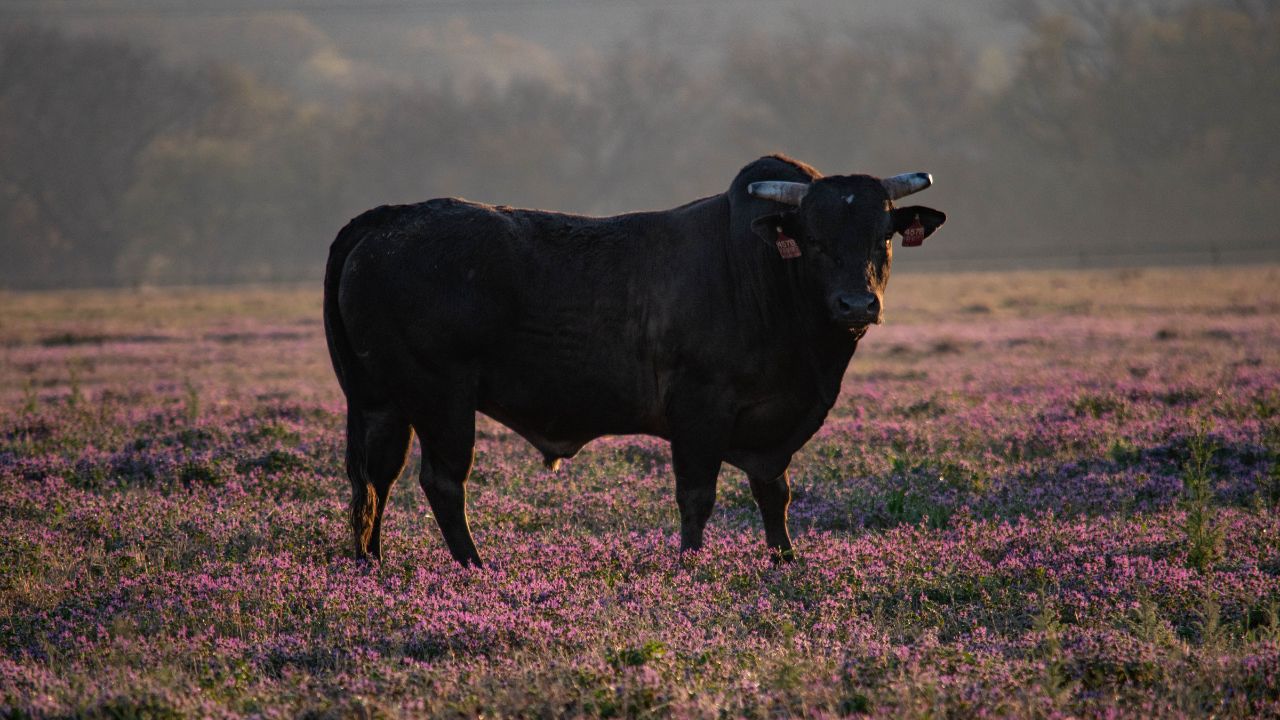 Est-ce que le taureau est le mâle de la vache et quelle différence avec ...