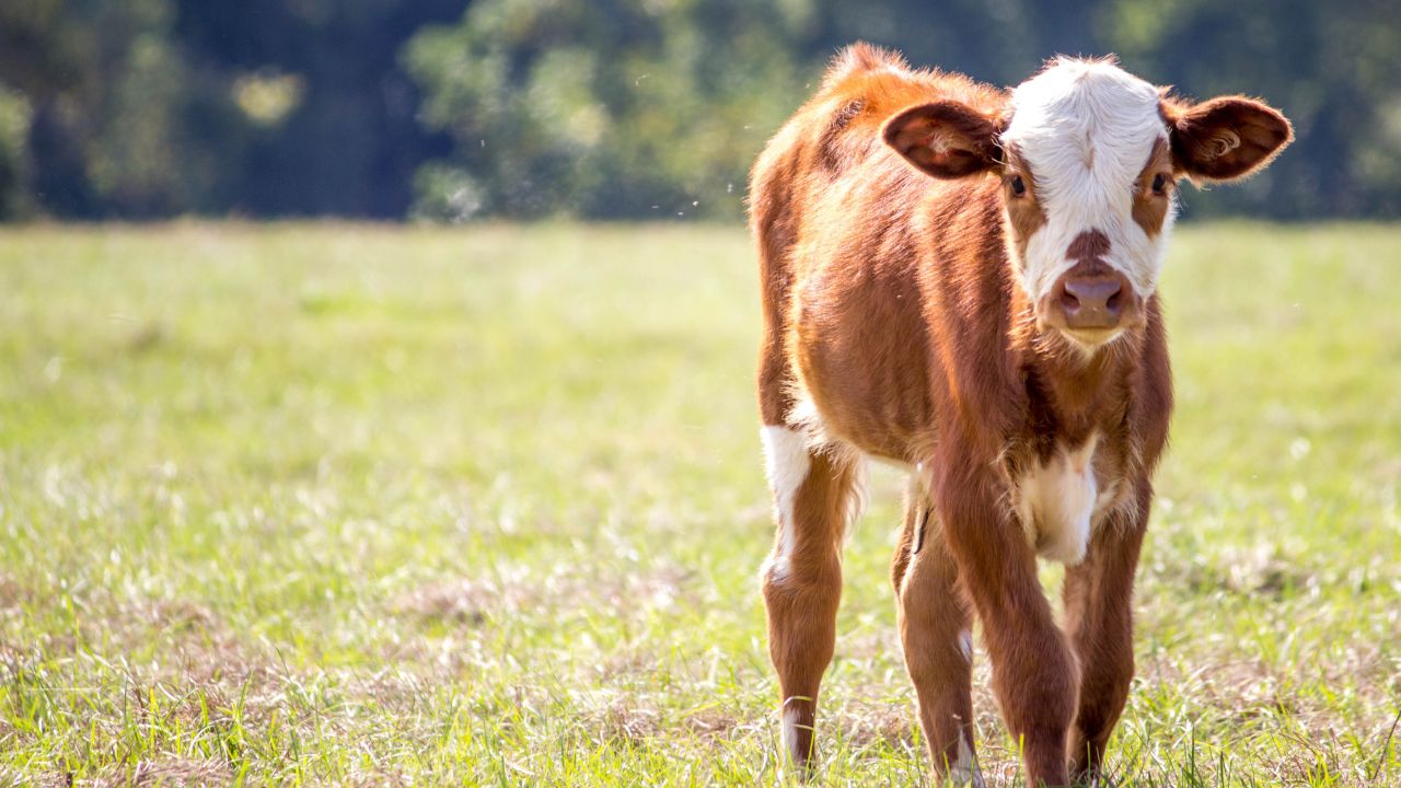 Est-ce que le taureau est le mâle de la vache et quelle différence avec ...