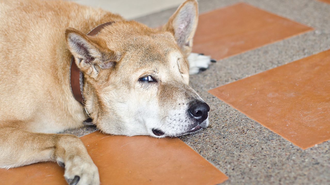 Couinement chez les chiens : Pourquoi mon chien couine