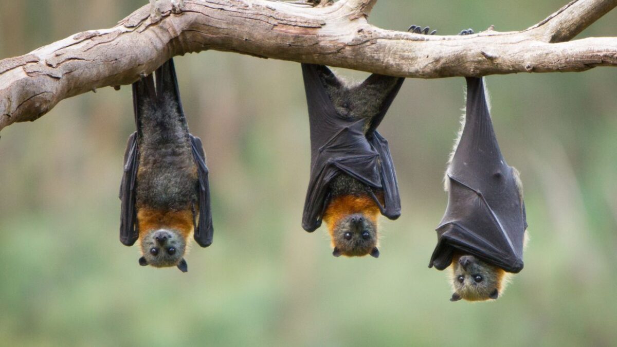 Pourquoi dit-on une "chauve-souris" ? L'origine du nom