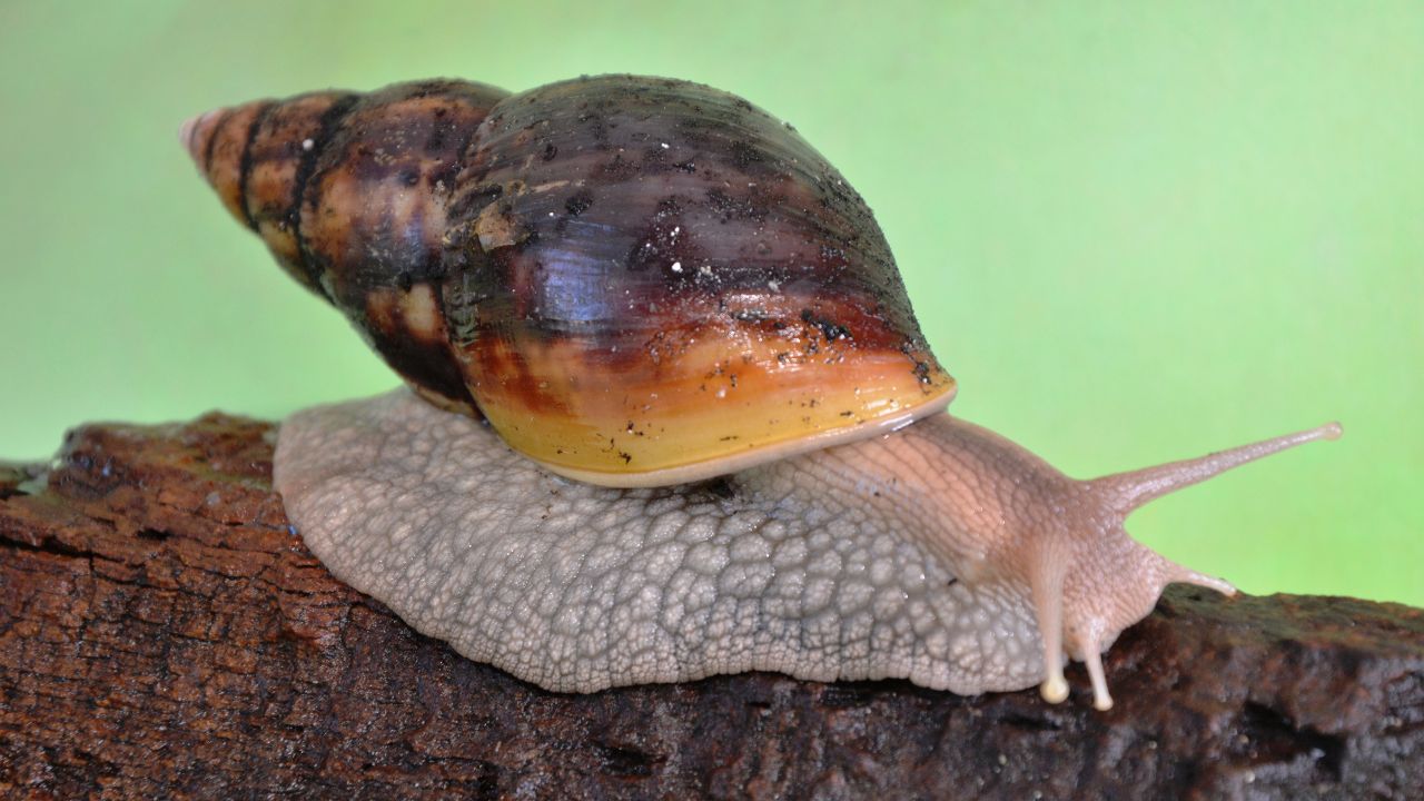 Achatina : comment accueillir un escargot géant d'Afrique chez vous