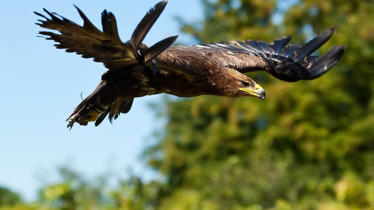 Pourquoi l'aigle est le roi des oiseaux