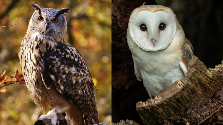 Hibou vs chouette : les différences entre ces 2 rapaces