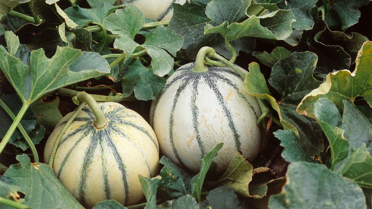 Comment faire pousser du melon chez soi avec un fruit du supermarché