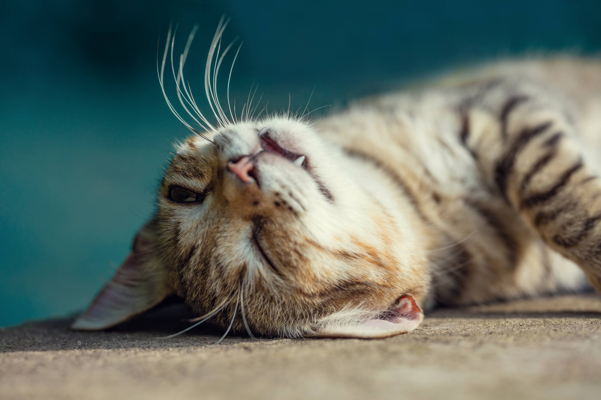 On sait enfin comment les chats font pour ronronner