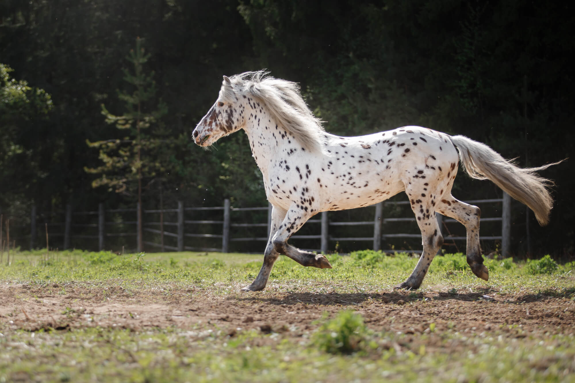 Top 10 des races de chevaux les plus rares au monde