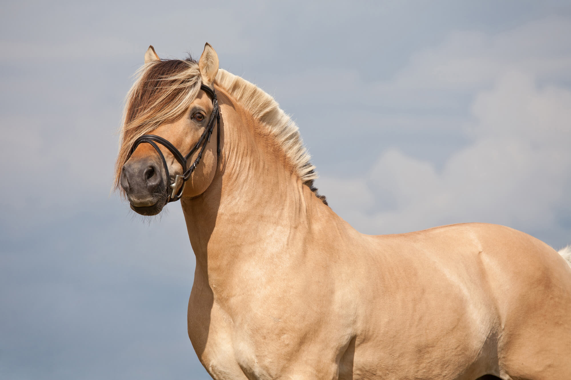 Top 10 des races de chevaux les plus rares au monde