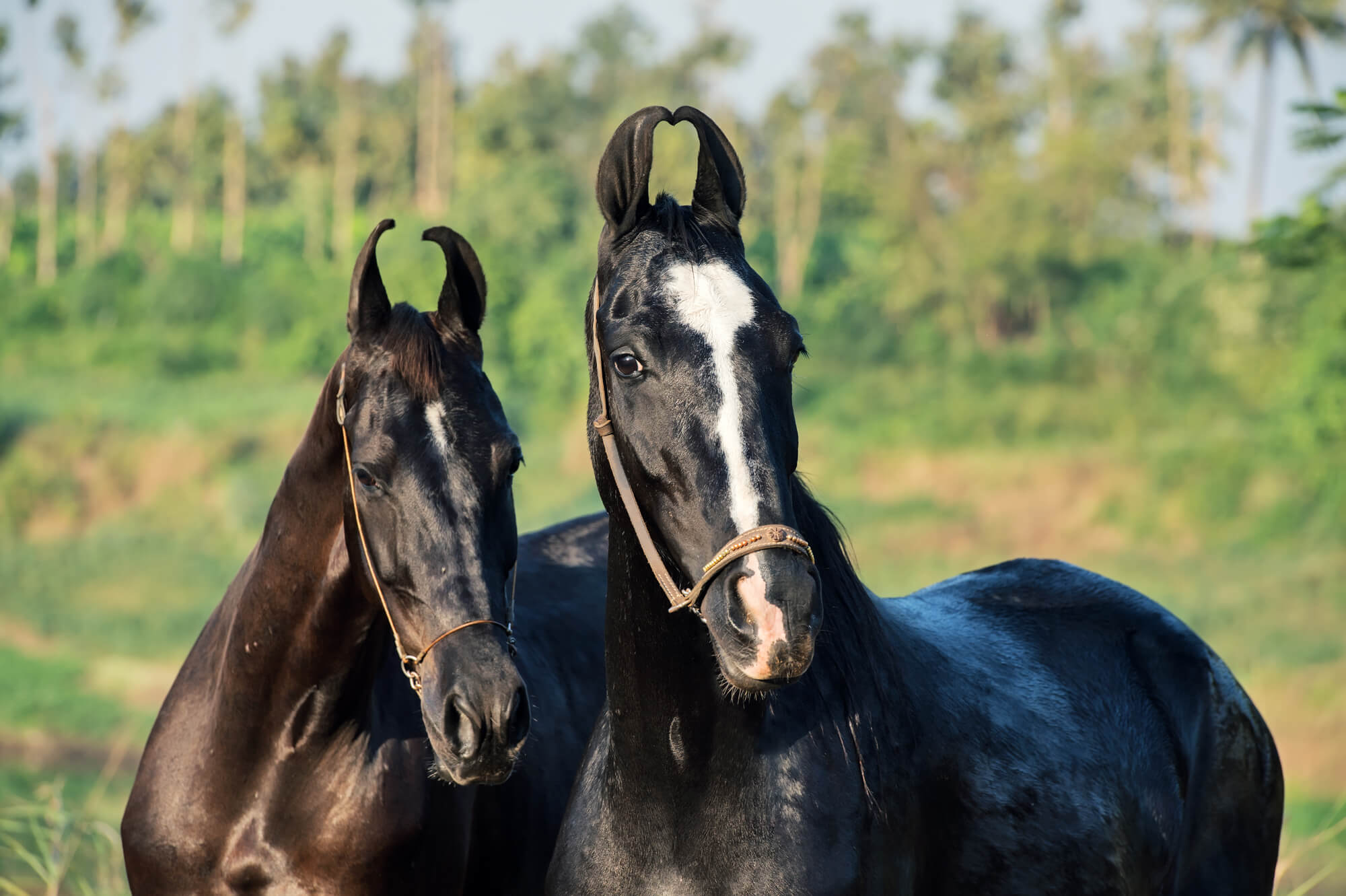 Top 10 des races de chevaux les plus rares au monde