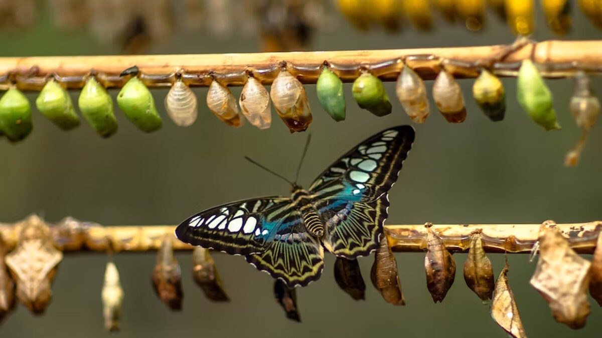 Voir un papillon marron : quelle signification spirituelle