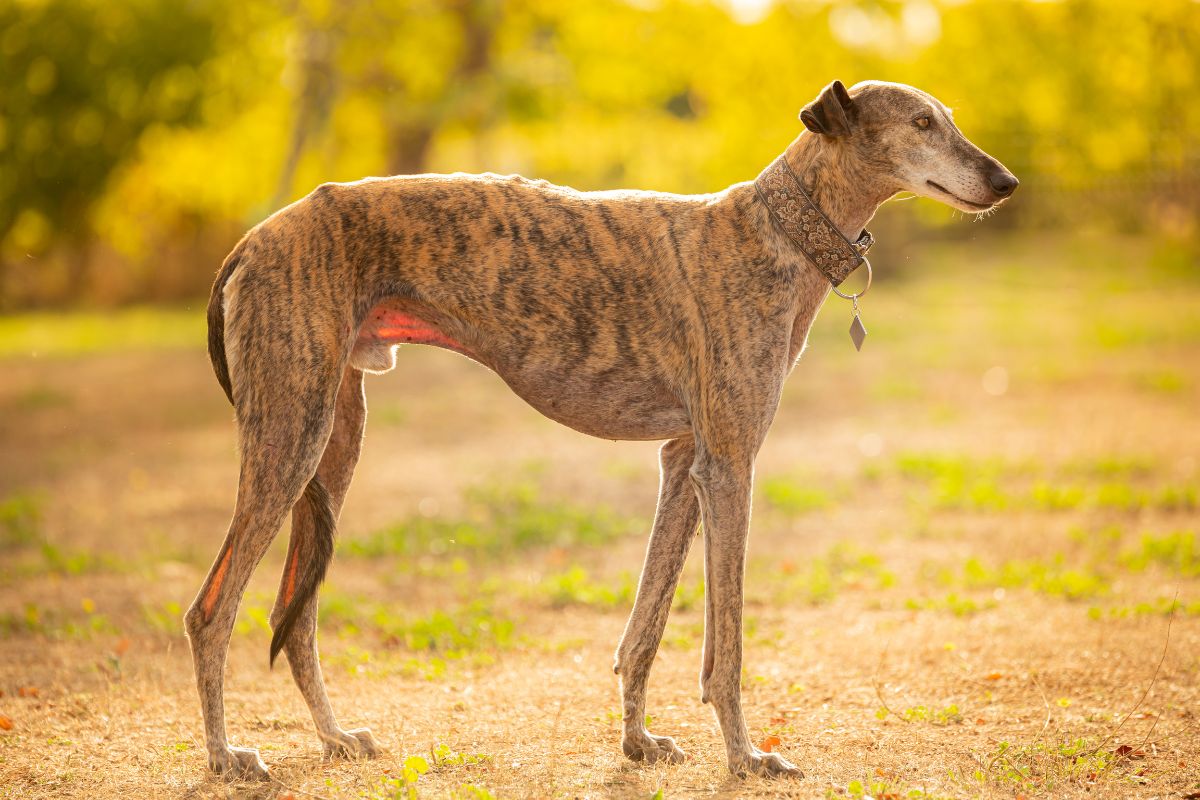 Quel est le chien le plus rapide du monde ? Top 10