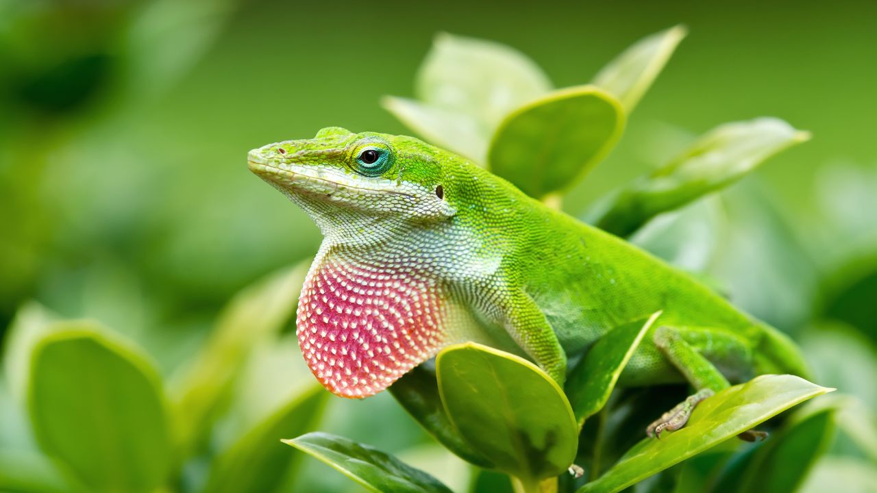 Anolis carolinensis : comment élever ce lézard chez soi