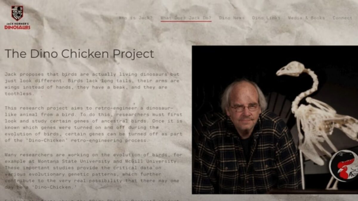 Chickenosaurus : le projet fou de George Lucas et Jack Horner