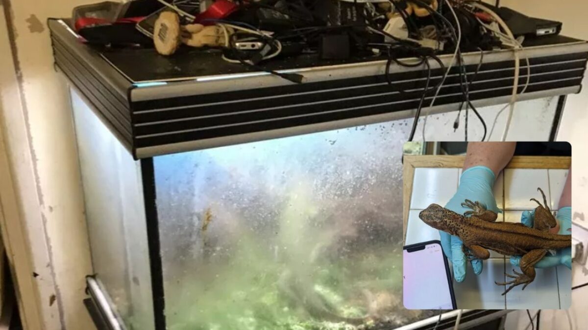 21 reptiles retrouvés dans les chaussettes d'un voyageur à la gare