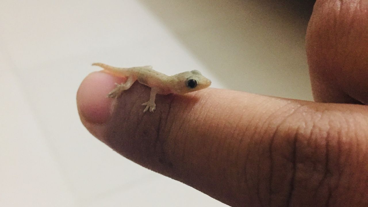 21 reptiles retrouvés dans les chaussettes d'un voyageur à la gare