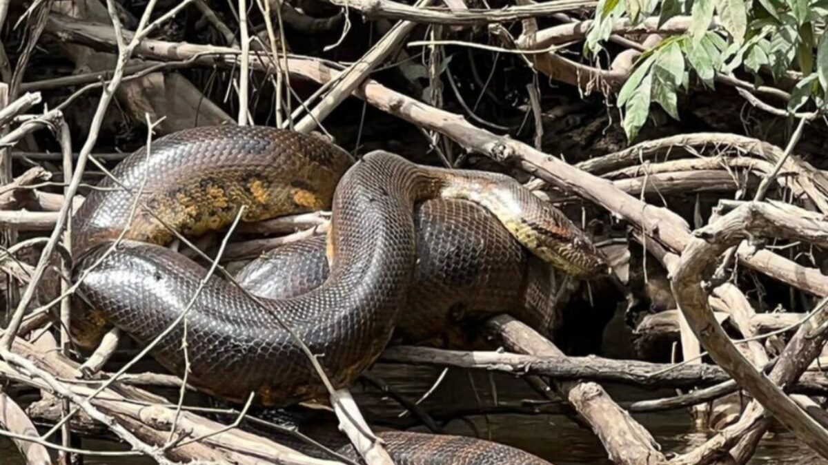 Une nouvelle espèce de serpent géant de 6 mètres découverte