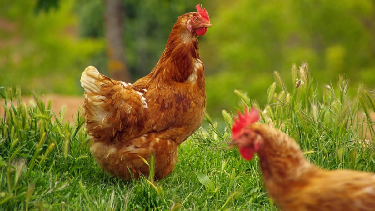 Les poulets expriment leurs émotions par des changements de couleur du ...