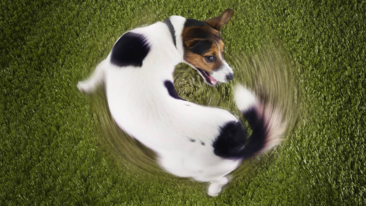 Pourquoi mon chien essaie de s'attraper la queue