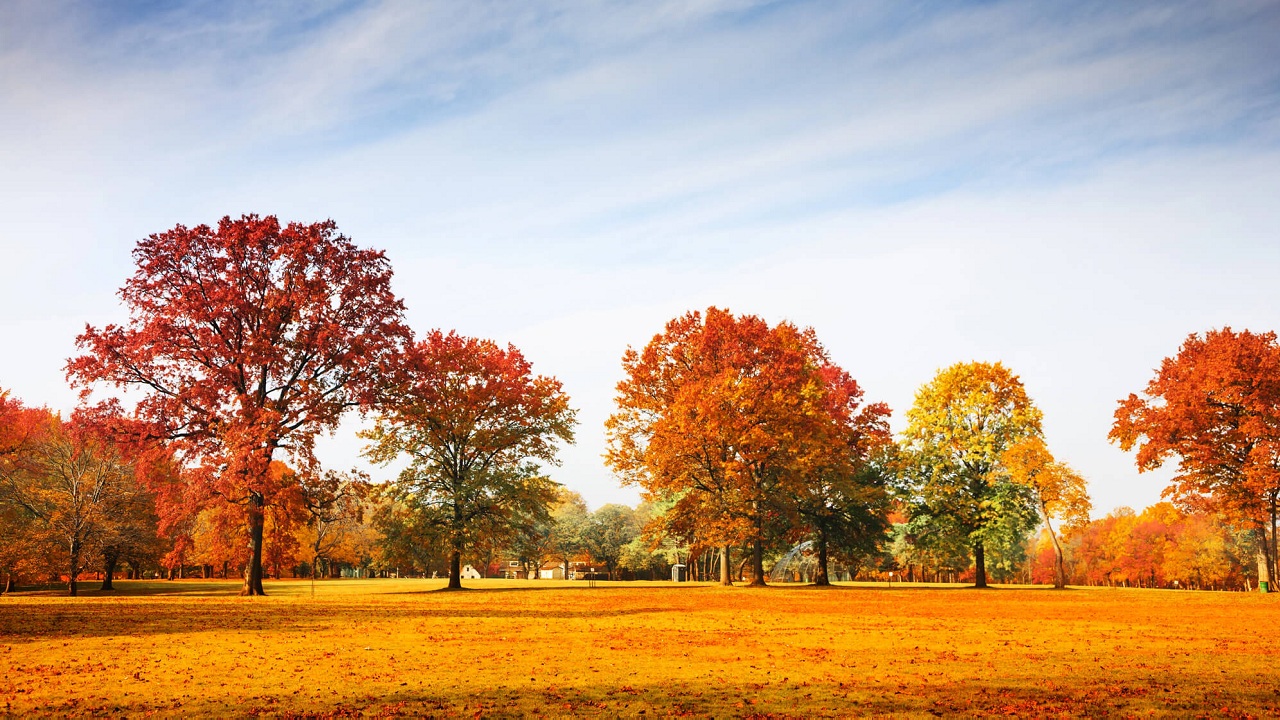 Pourquoi les feuilles des arbres changent-elles de couleur en automne