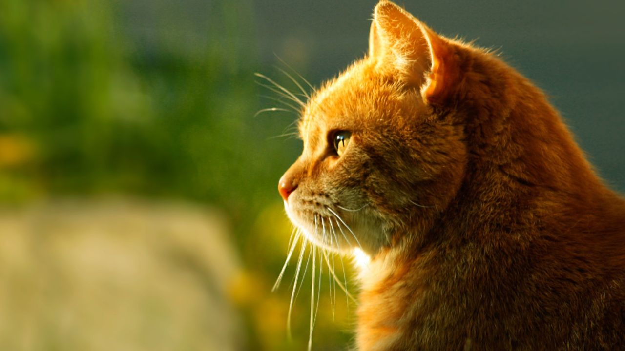 Vision des chats : comment un chat voit-il le monde